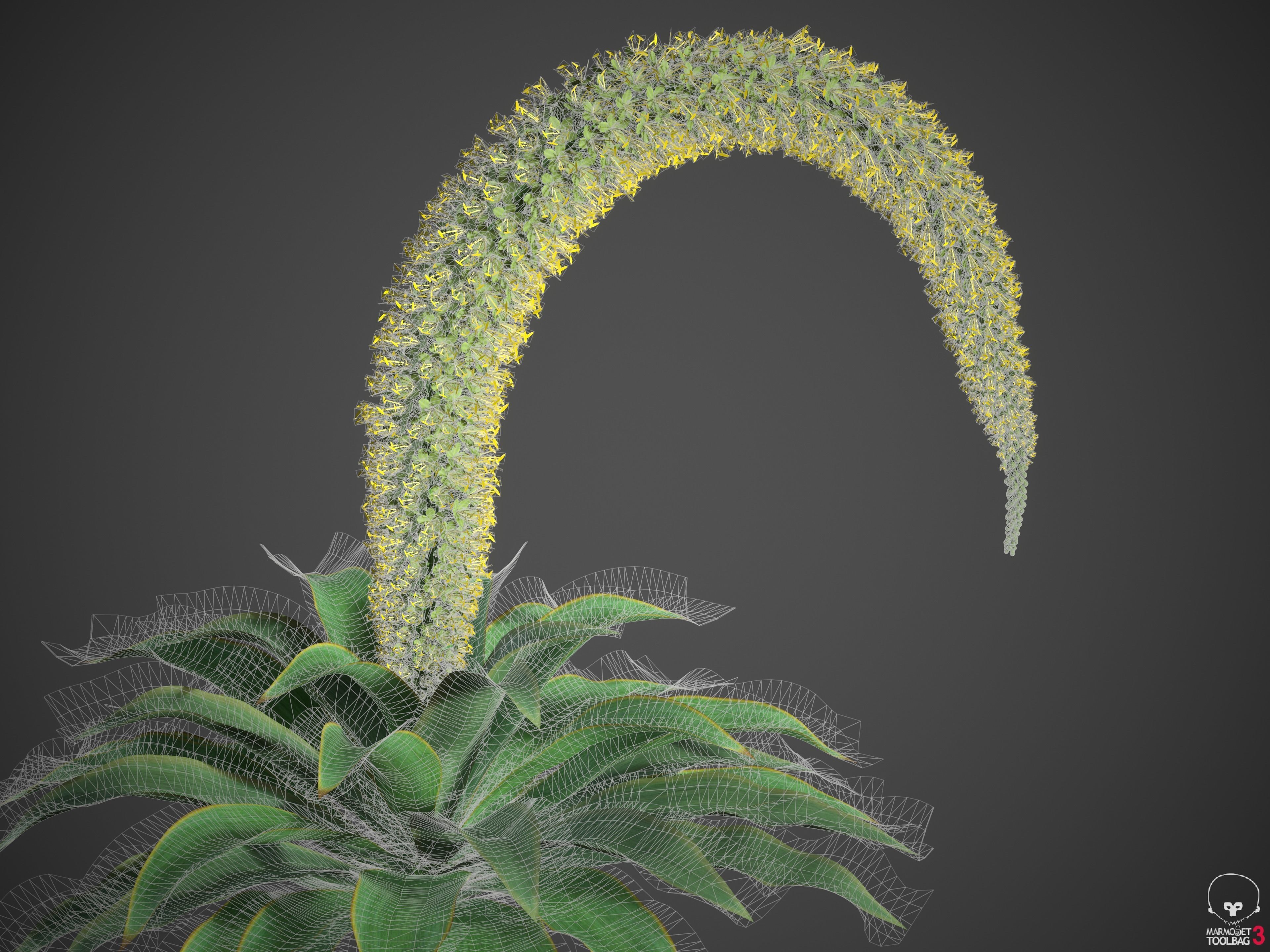 XfrogPlants Foxtail Agave - Agave Attenuata 3D model animated | CGTrader