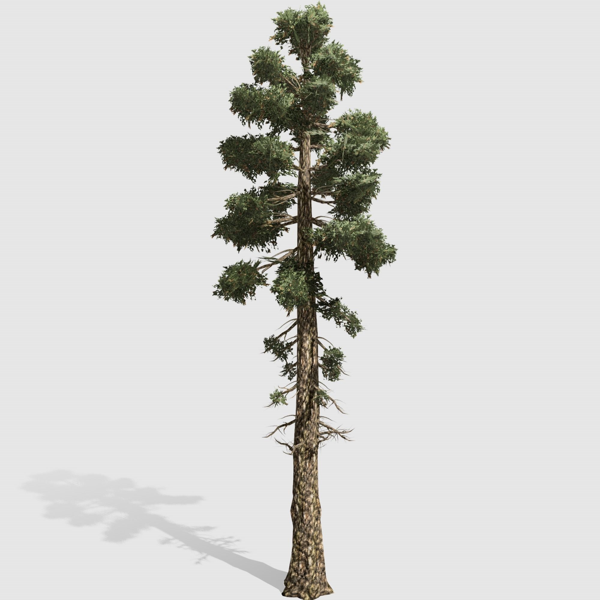 3D model Douglas Fir tree collection 9 trees Models in the scene VR ...