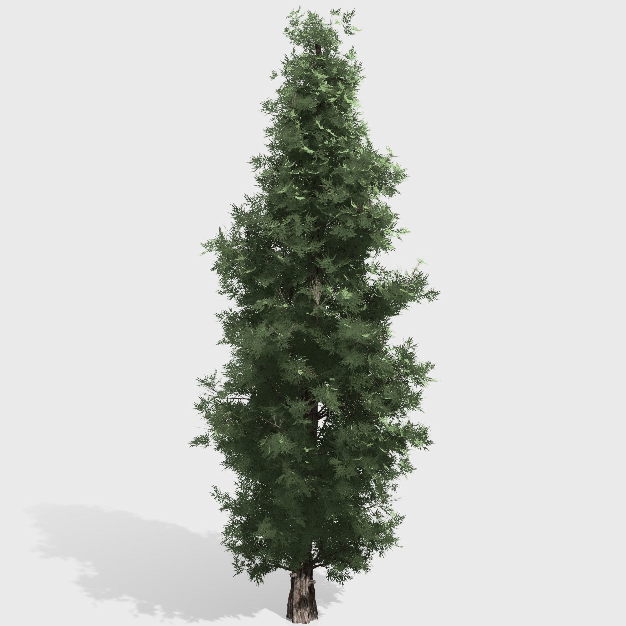 3D model Eastern Red Cedar tree collection 12 trees Models in the scene ...