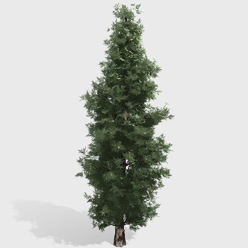 Eastern Red Cedar Christmas Tree