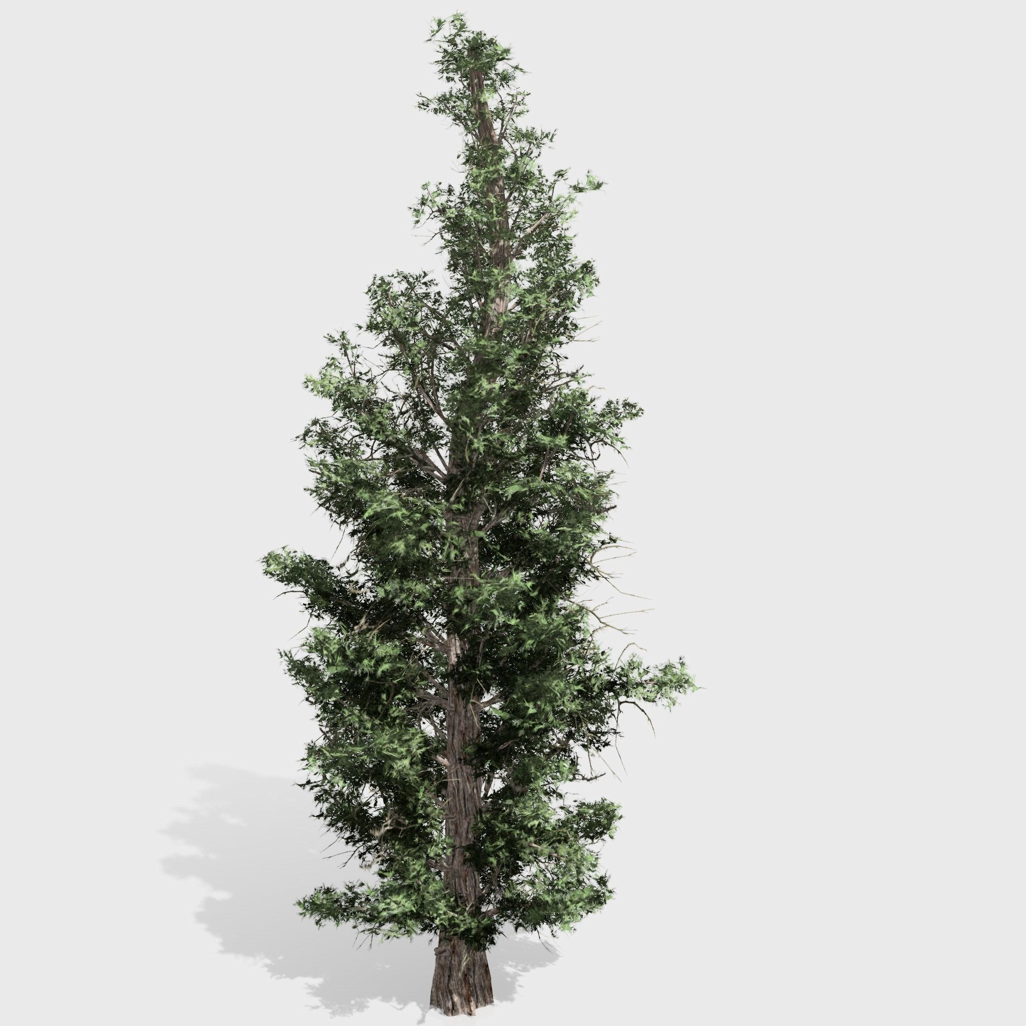 3D model Eastern Red Cedar tree collection 12 trees Models in the scene ...