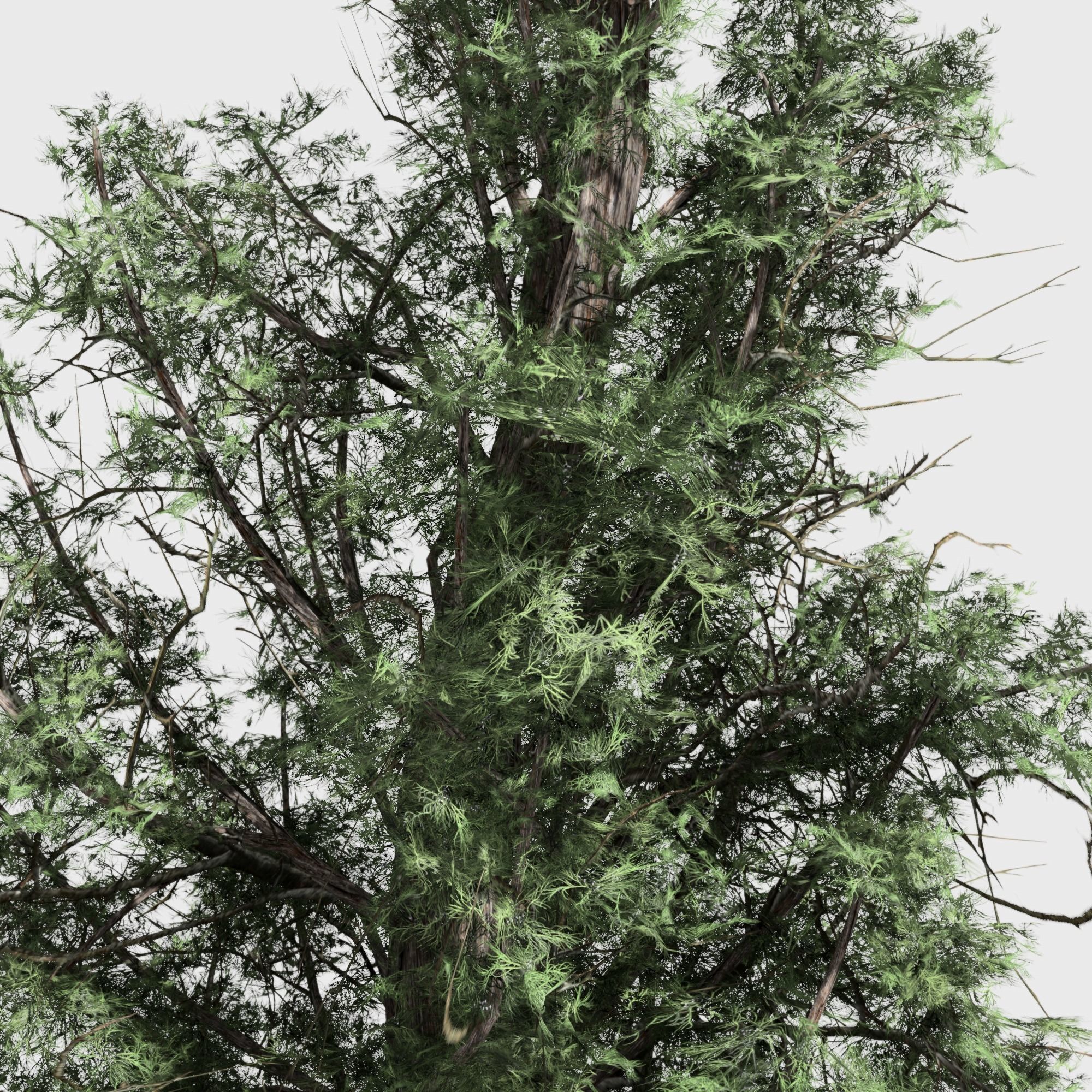 3D model Eastern Red Cedar tree collection 12 trees Models in the scene ...