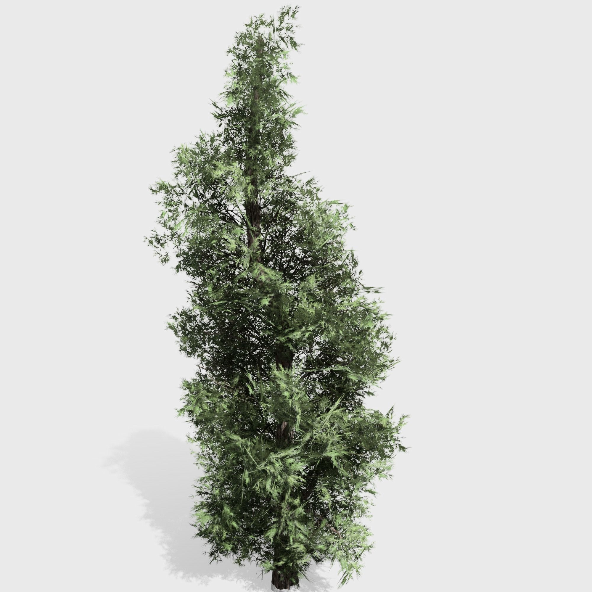 3D model Eastern Red Cedar tree collection 12 trees Models in the scene ...