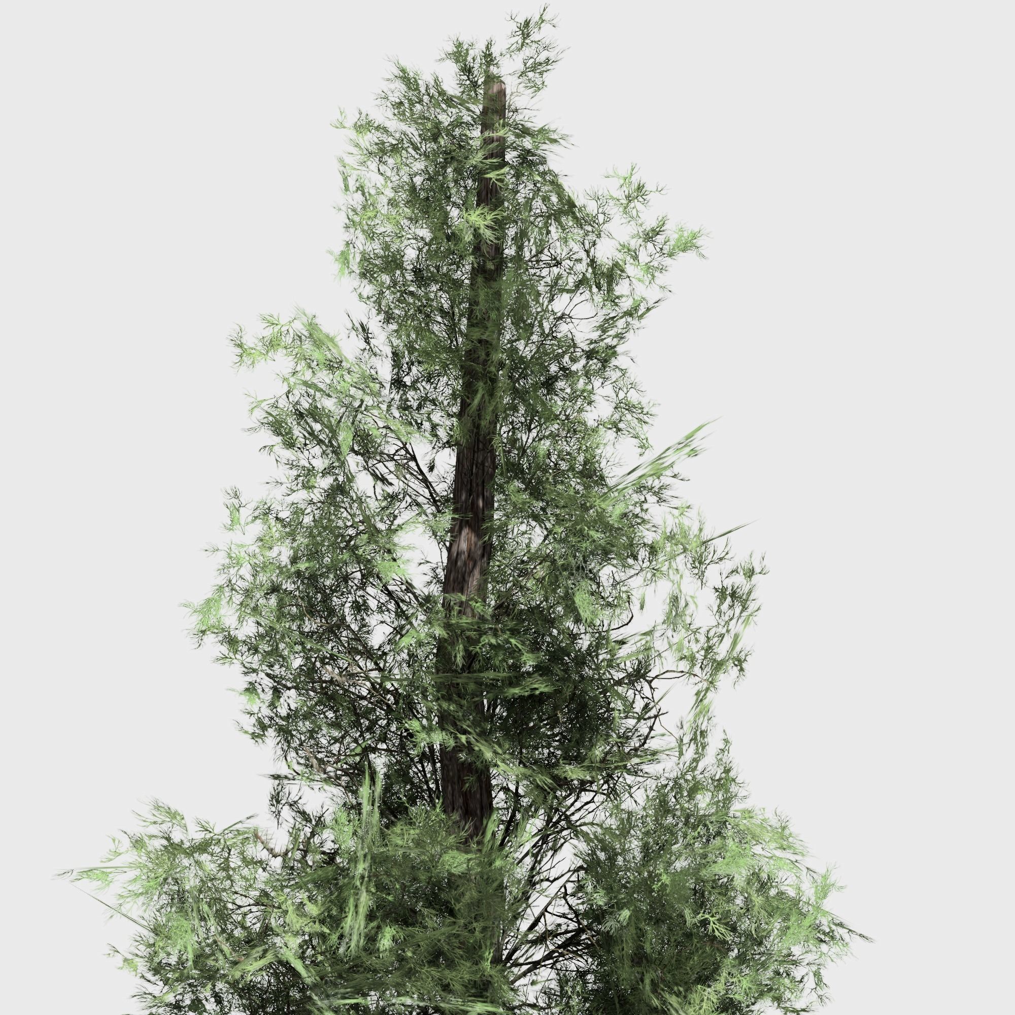 3D model Eastern Red Cedar tree collection 12 trees Models in the scene ...