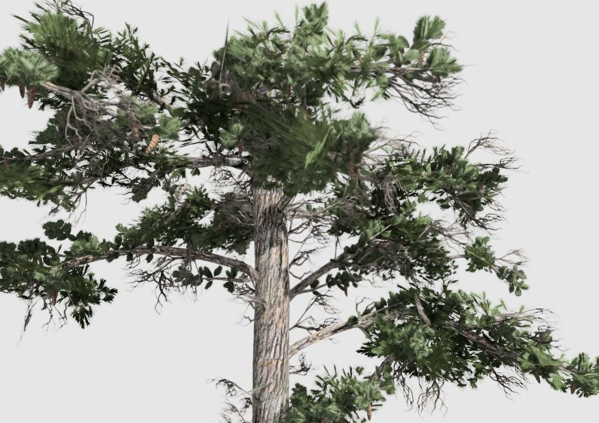 3D model Eastern White Pine tree collection 12 trees Models in the ...