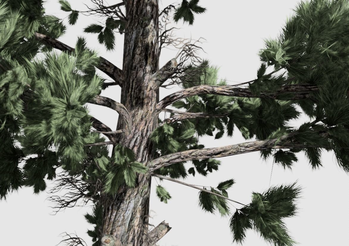 3D model Eastern White Pine tree collection 12 trees Models in the ...