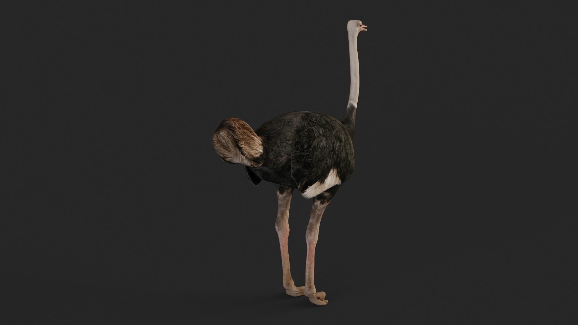 Ostrich 3D model | CGTrader