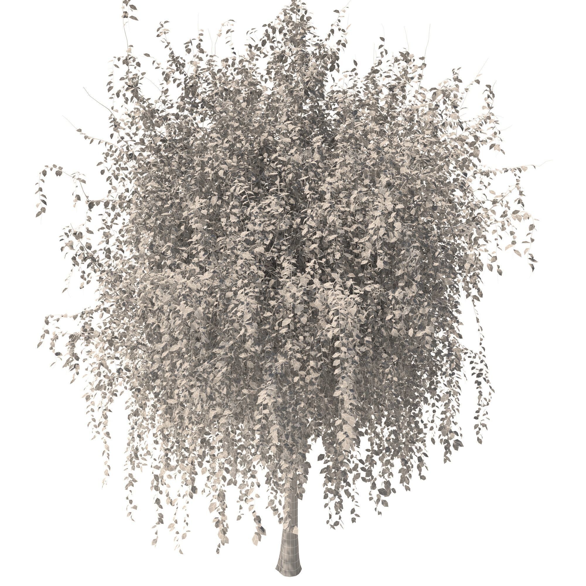 Birch tree 3D model | CGTrader