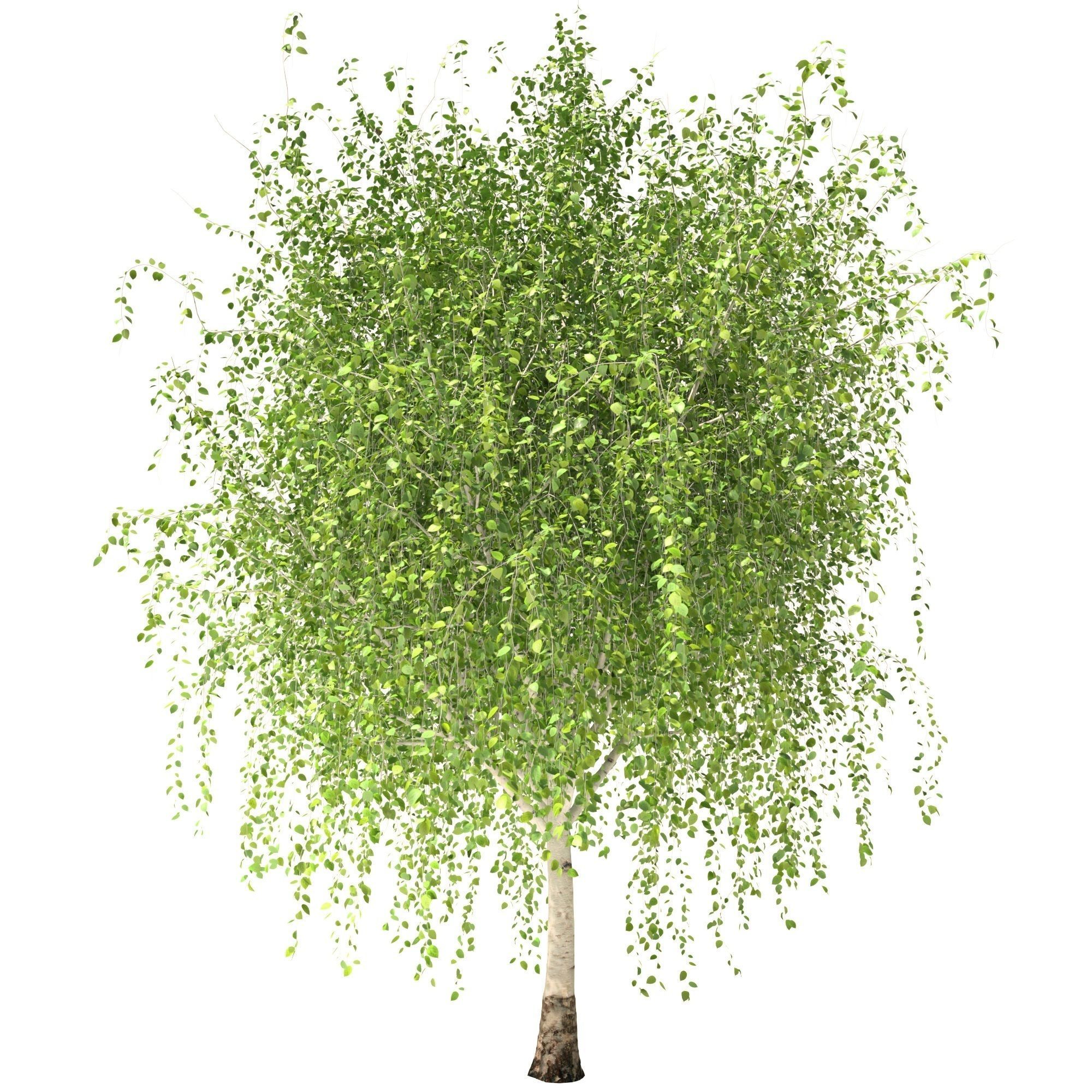 Birch tree 3D model | CGTrader