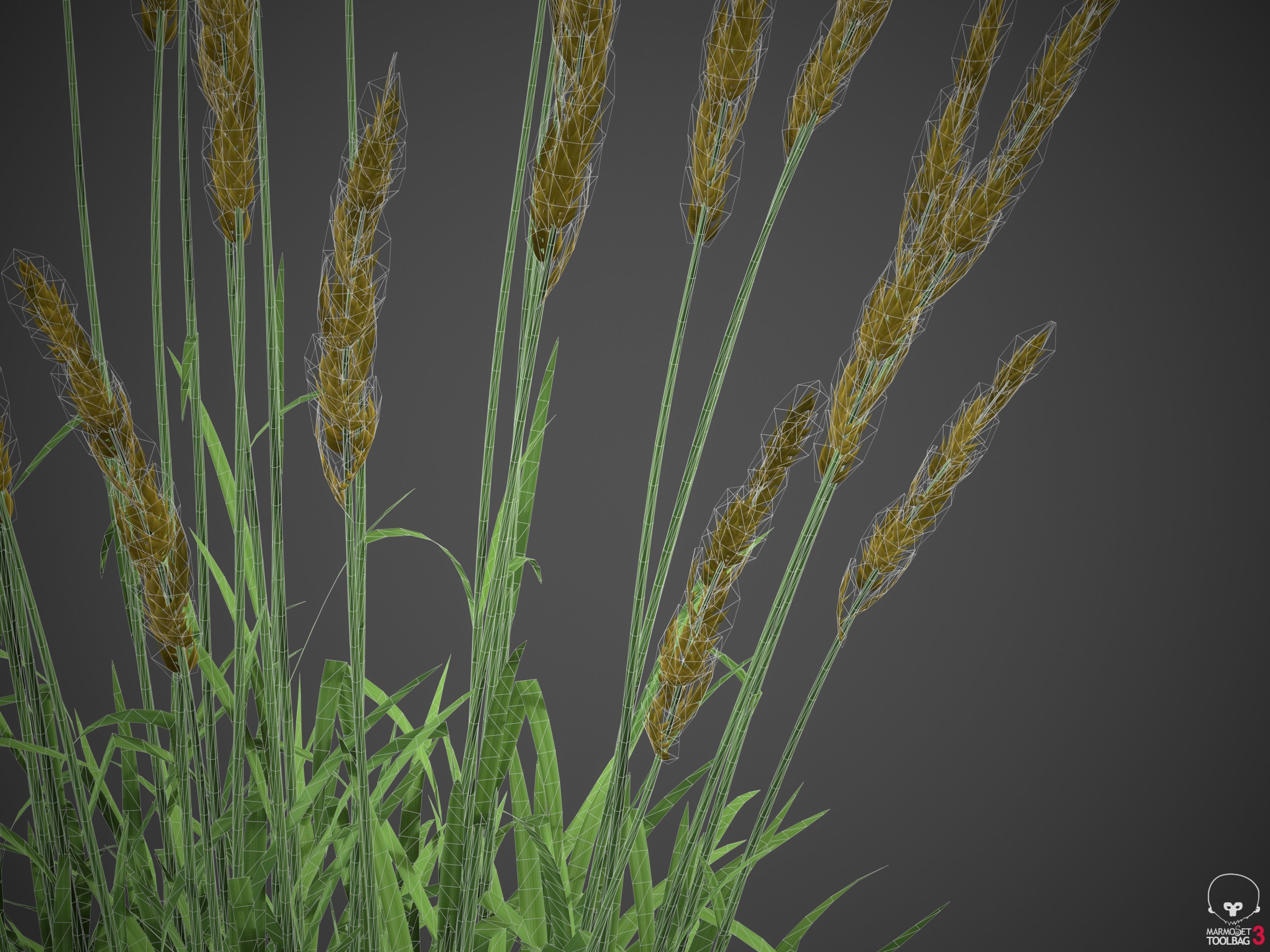 XfrogPlants Feather Reed Grass - Calamagrostis Acutiflora 3D model ...