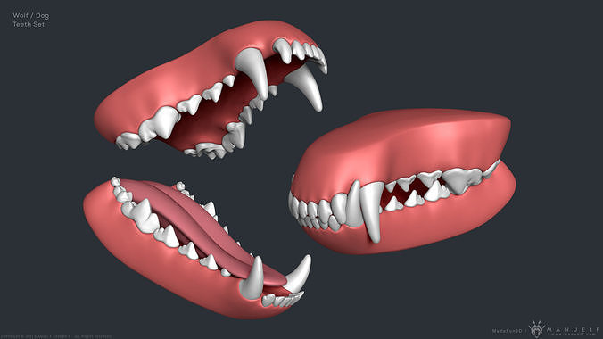 Wolf Dog Teeth Set 3D model | CGTrader
