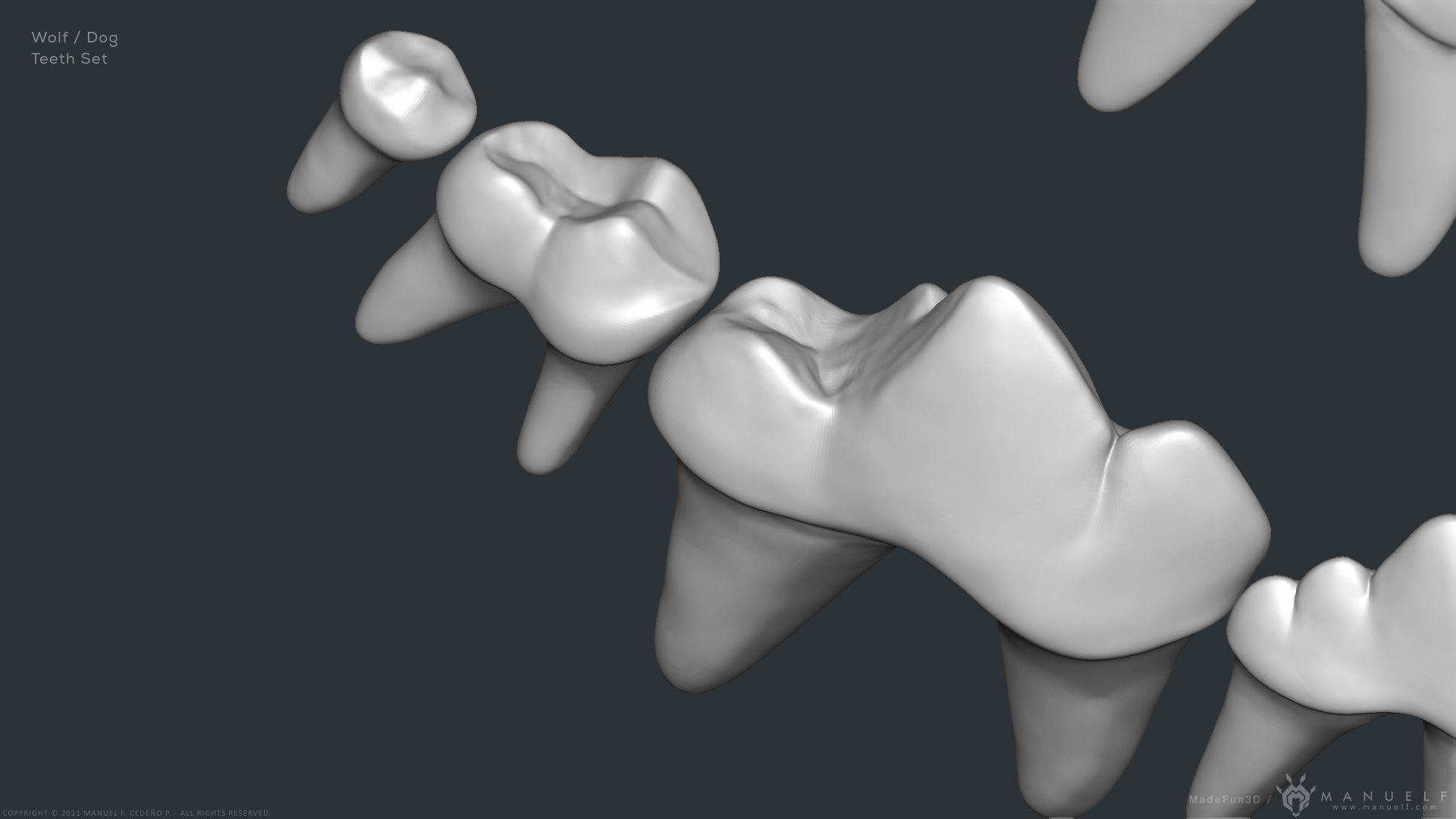 Wolf Dog Teeth Set 3D model | CGTrader