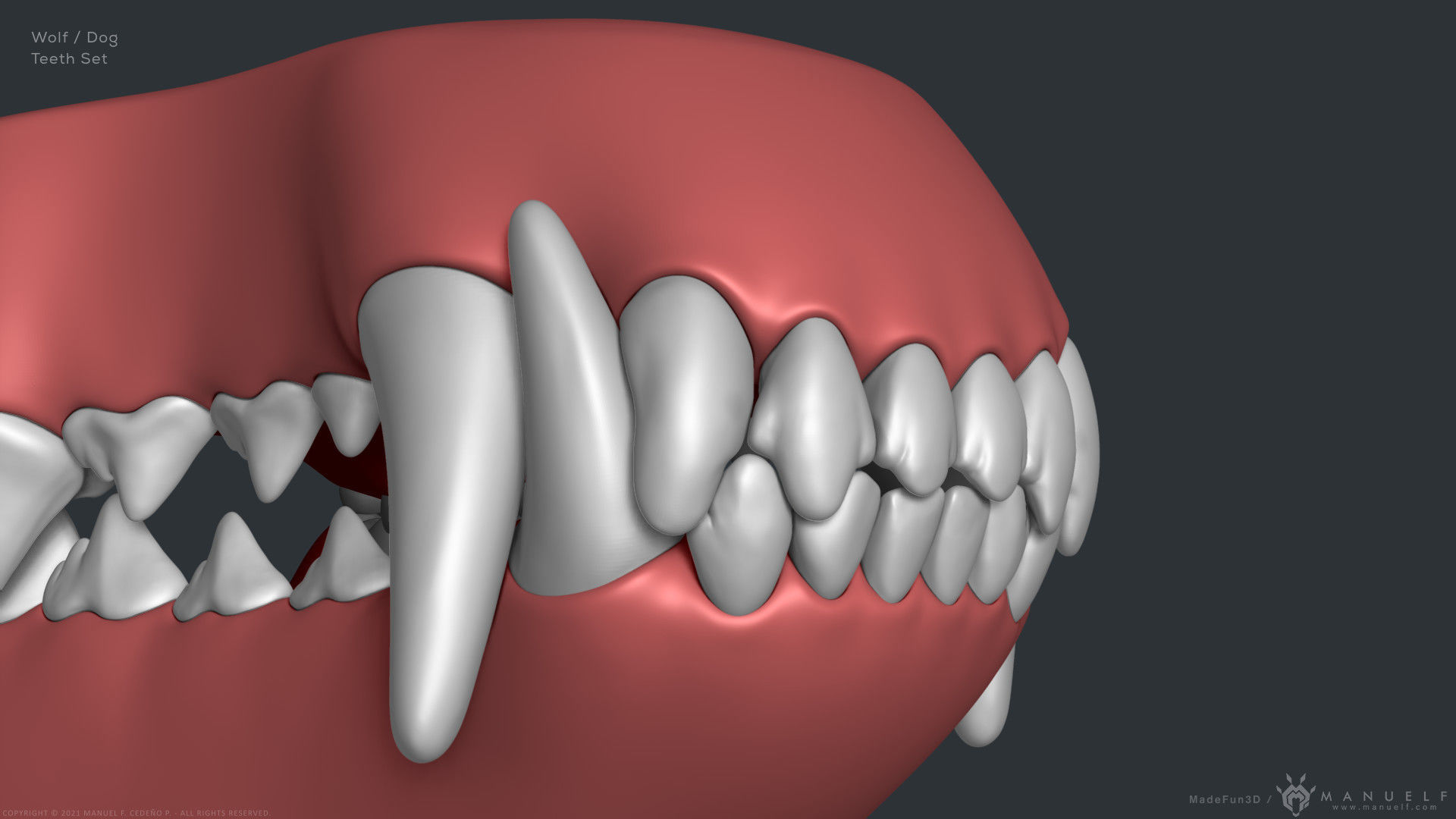 Wolf Dog Teeth Set 3D model | CGTrader
