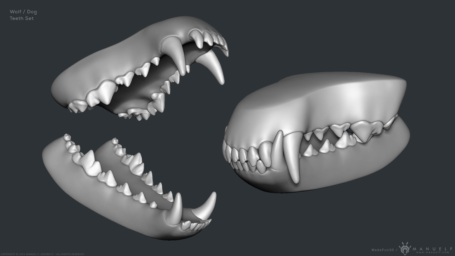 Wolf Dog Teeth Set 3D model | CGTrader
