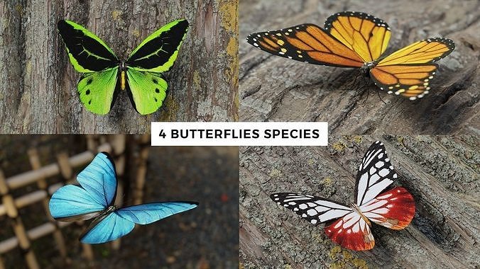 3D Model Collection Butterfly Realistic flying in air VR / AR / low ...