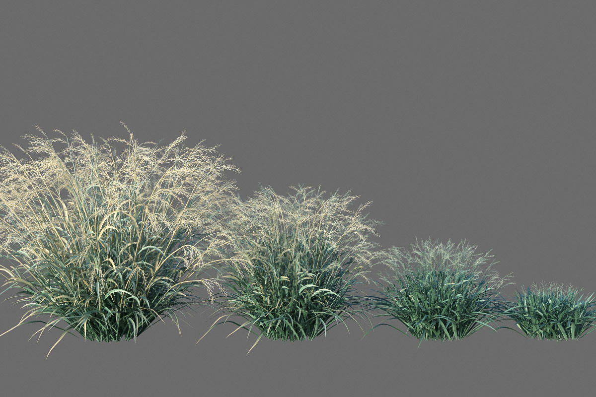 XfrogPlants Elliots Lovegrass - Eragrostis Elliottii 3D model animated ...