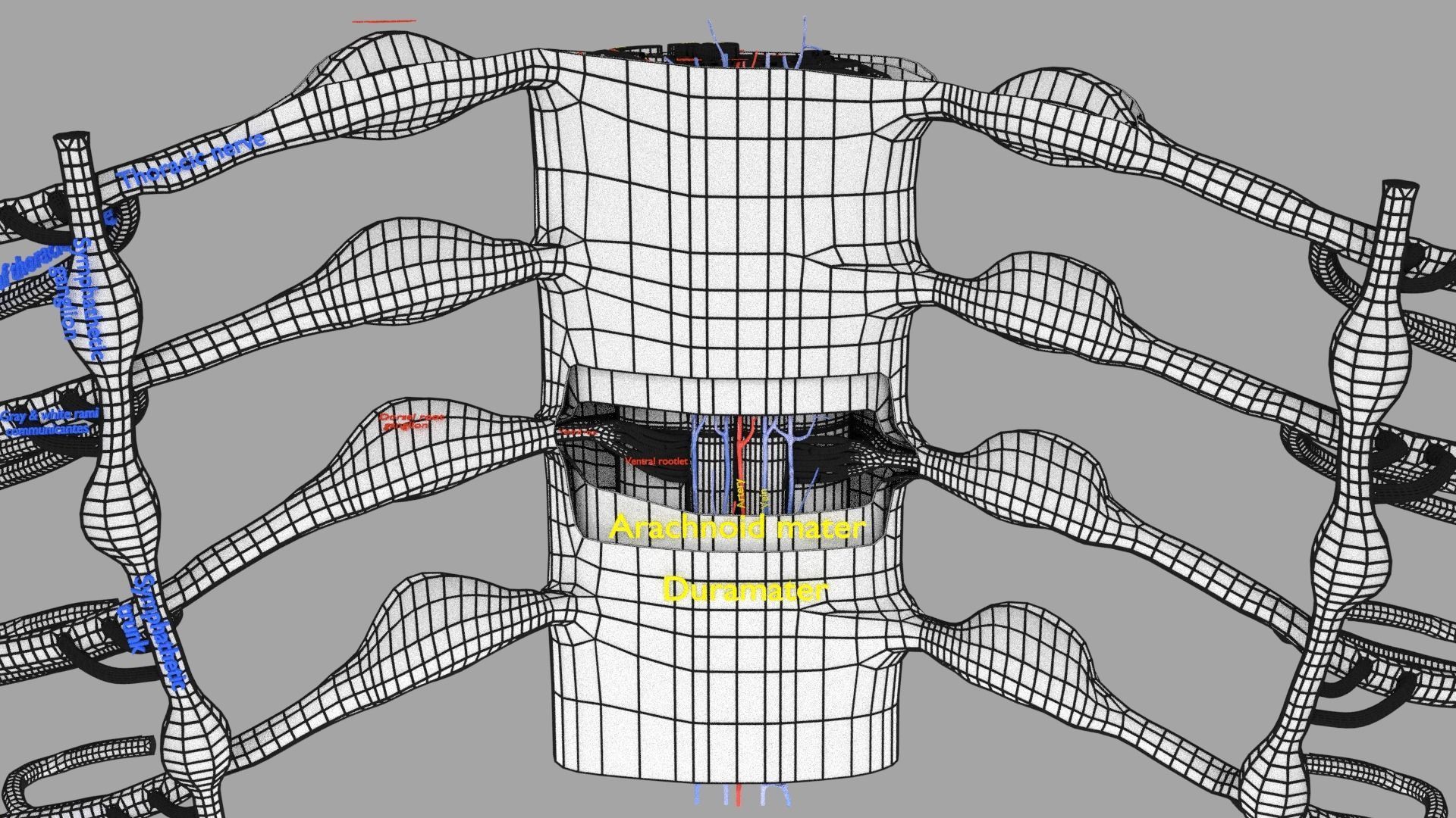 Spinal cord symphathetic intercostal nerve labelled detail 3D model ...