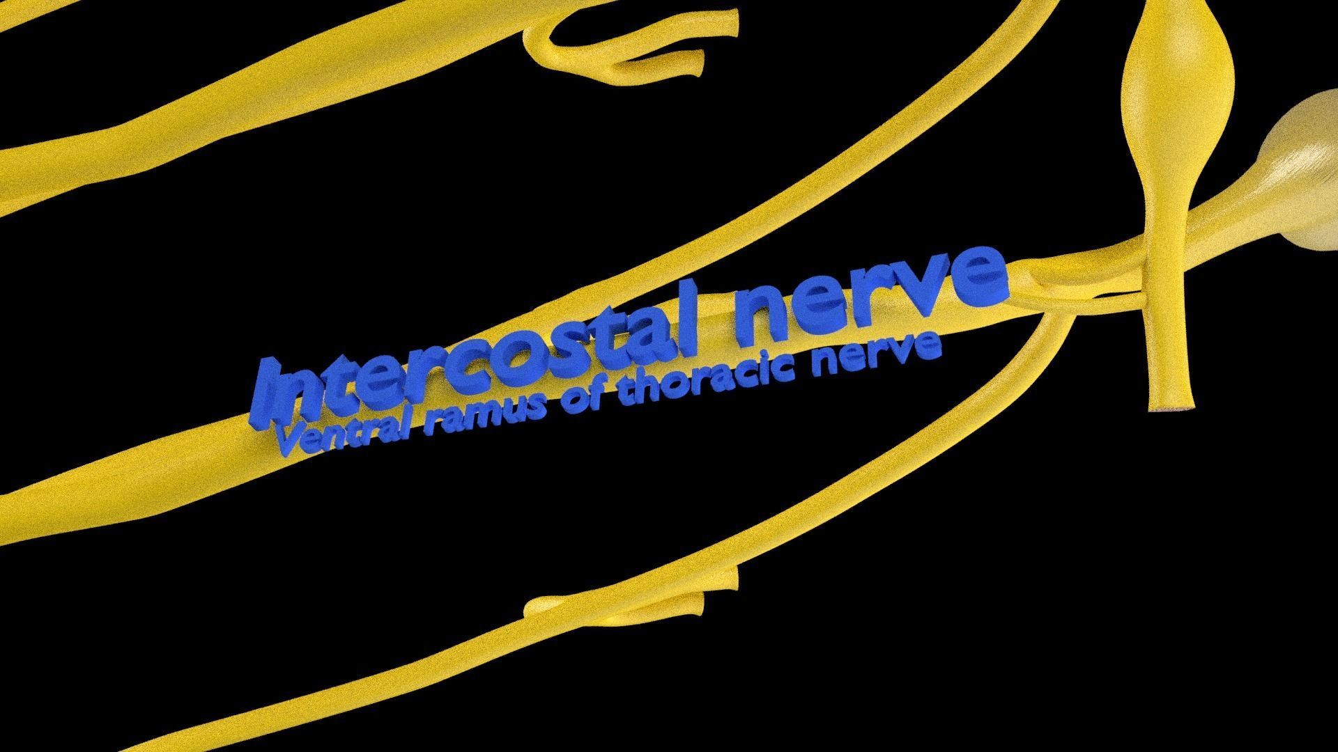 Spinal cord symphathetic intercostal nerve labelled detail 3D model ...