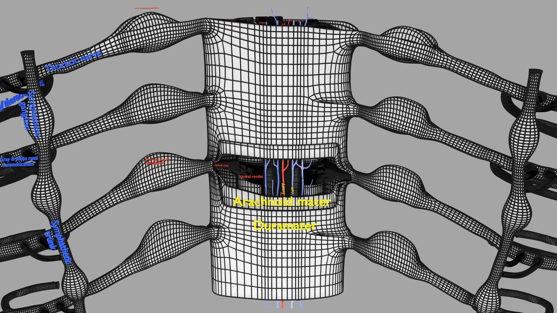 Spinal cord symphathetic intercostal nerve labelled detail 3D model ...