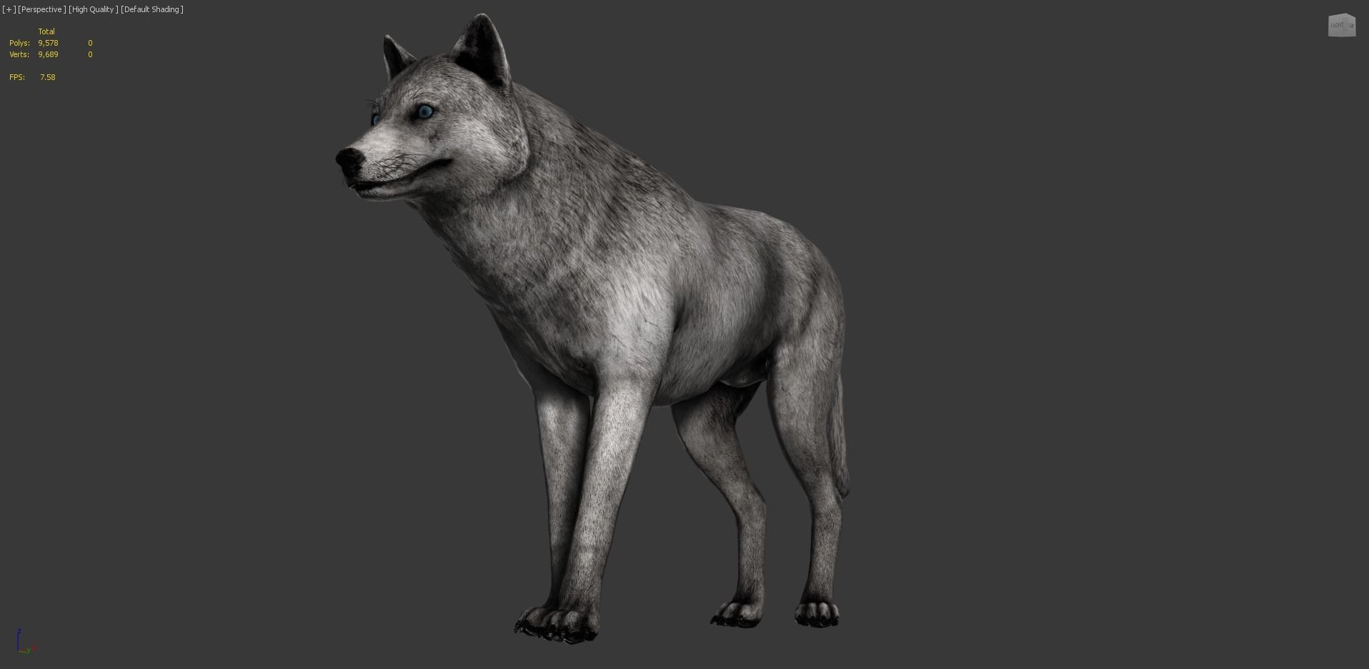 Wolf Realistic 3D model animated rigged | CGTrader