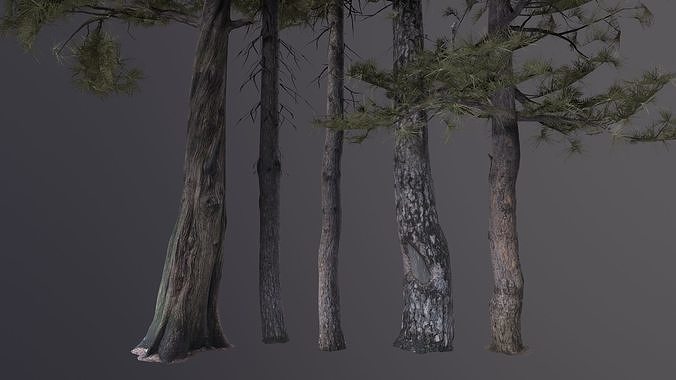 3D model Conifers VR / AR / low-poly | CGTrader