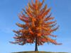 Fall Tree 3D model | CGTrader