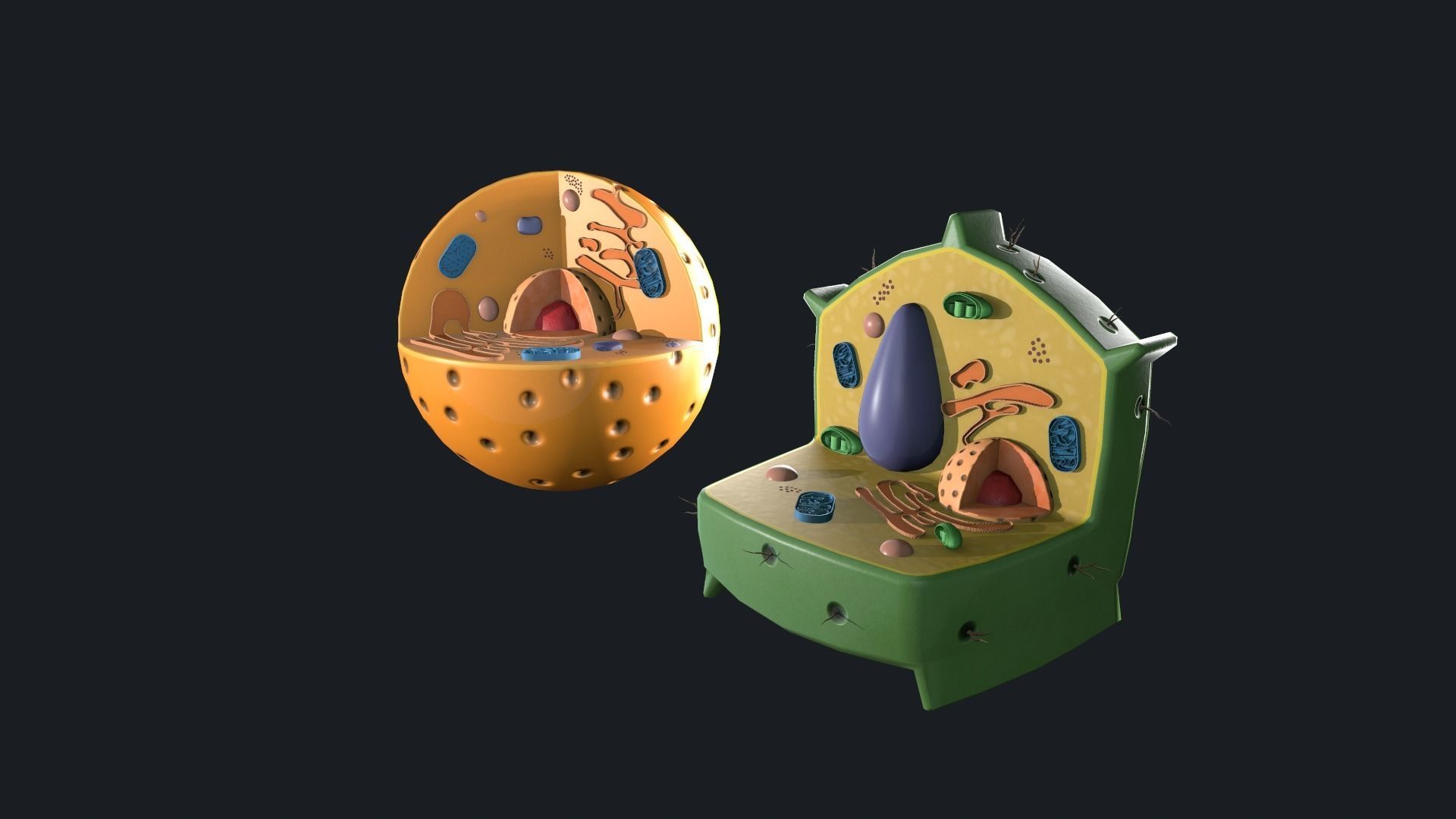 3D model Plant and Animal Cells VR / AR / low-poly | CGTrader