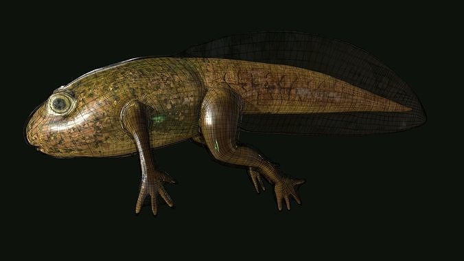 3D model Edible Frog Tadpole VR / AR / low-poly | CGTrader