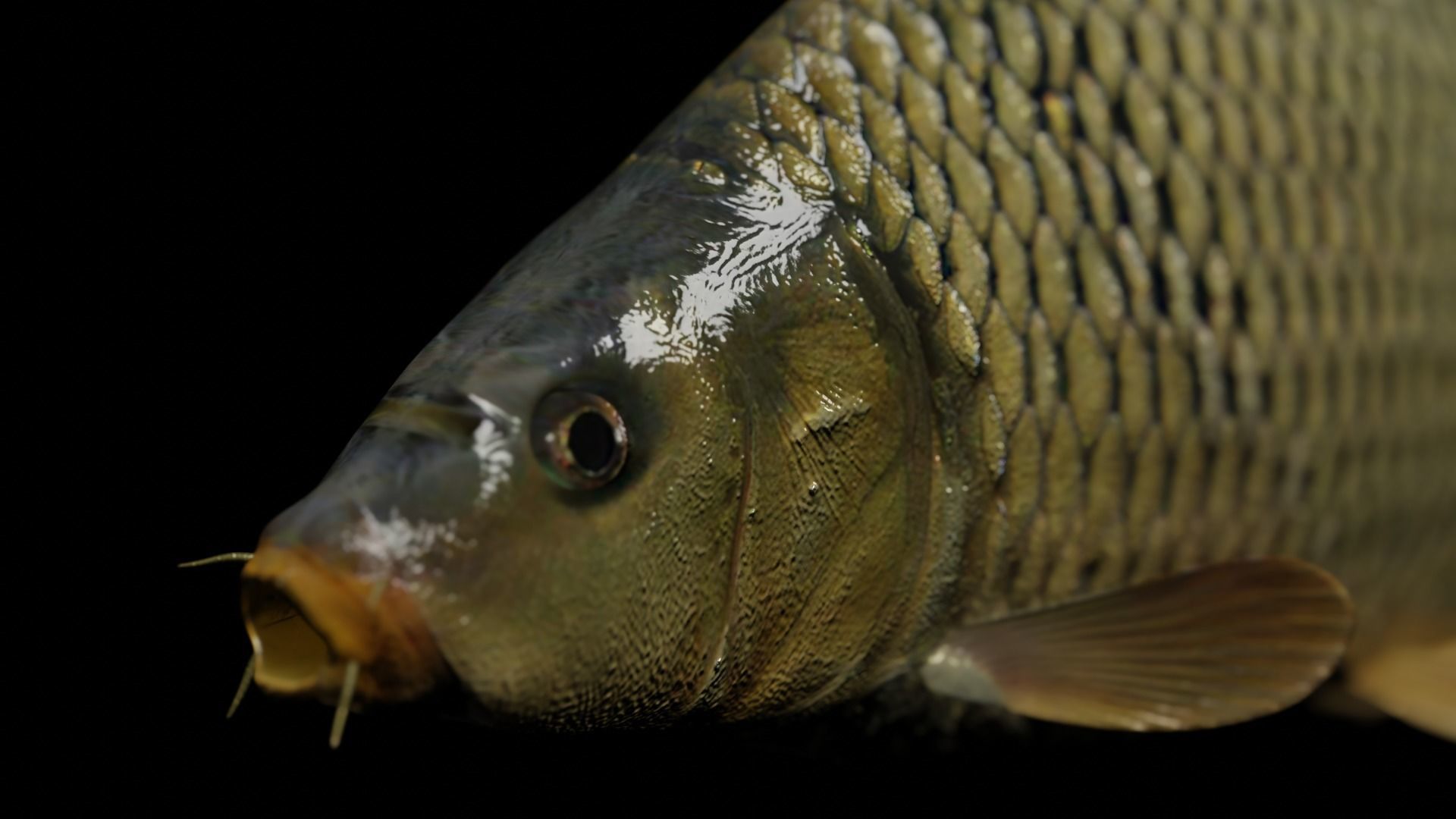 Realistic freshwater fish 3D Model Collection | CGTrader