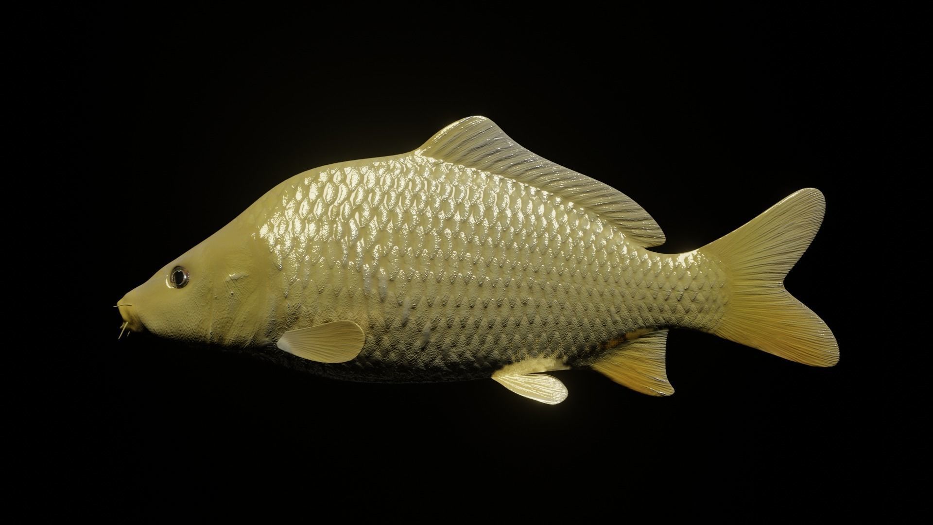 Realistic freshwater fish 3D Model Collection | CGTrader