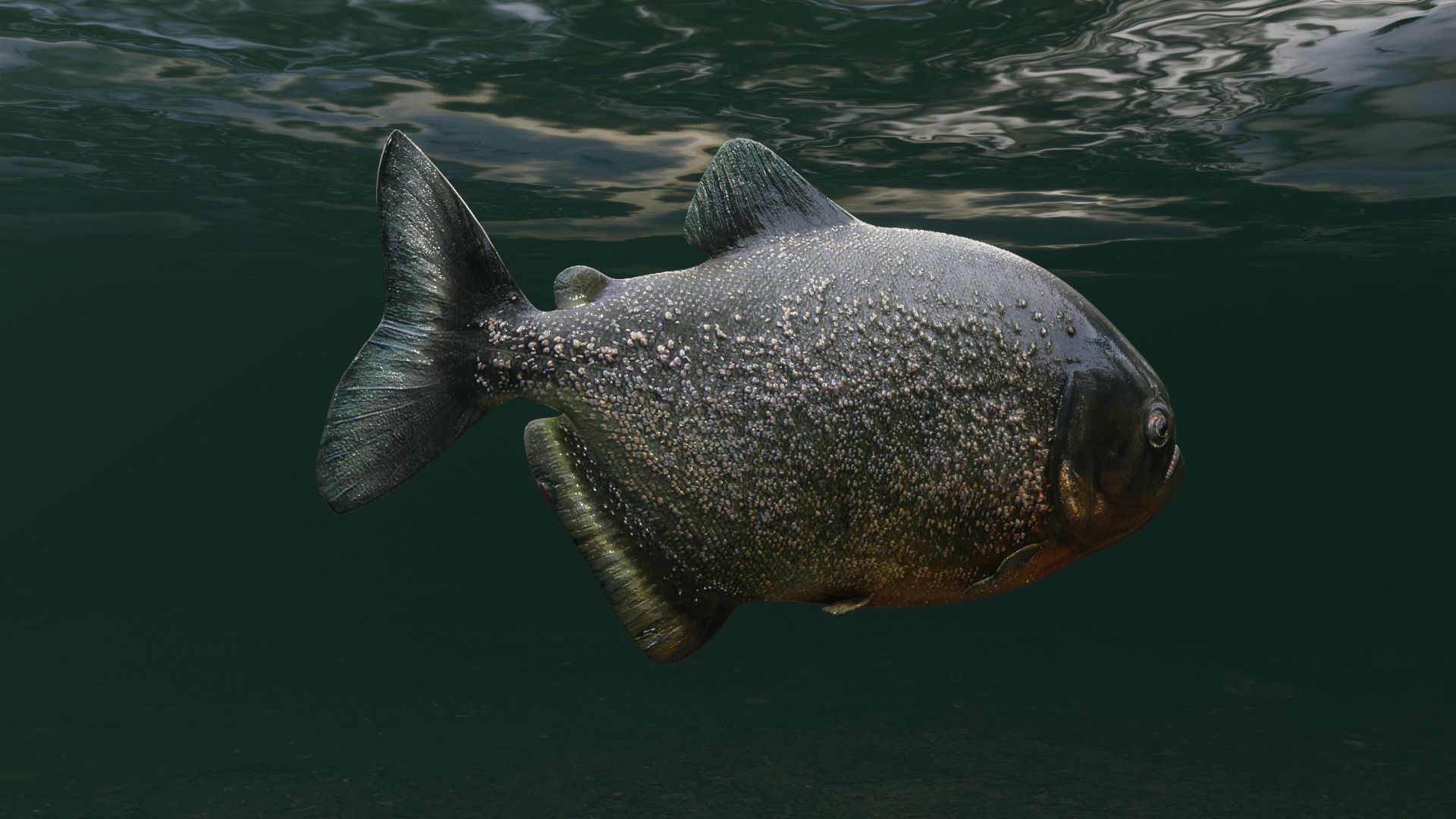 3D Model Collection Realistic freshwater fish VR / AR / low-poly | CGTrader