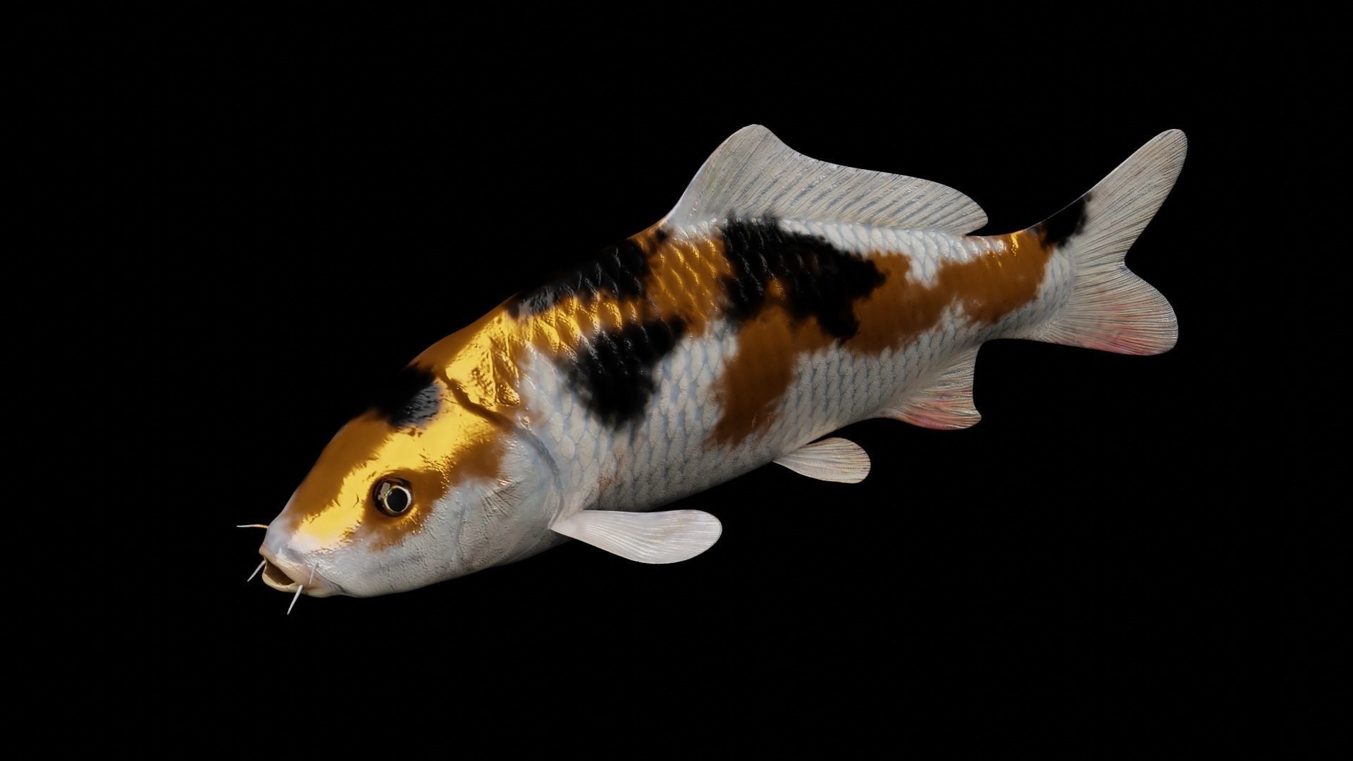Realistic freshwater fish 3D Model Collection | CGTrader