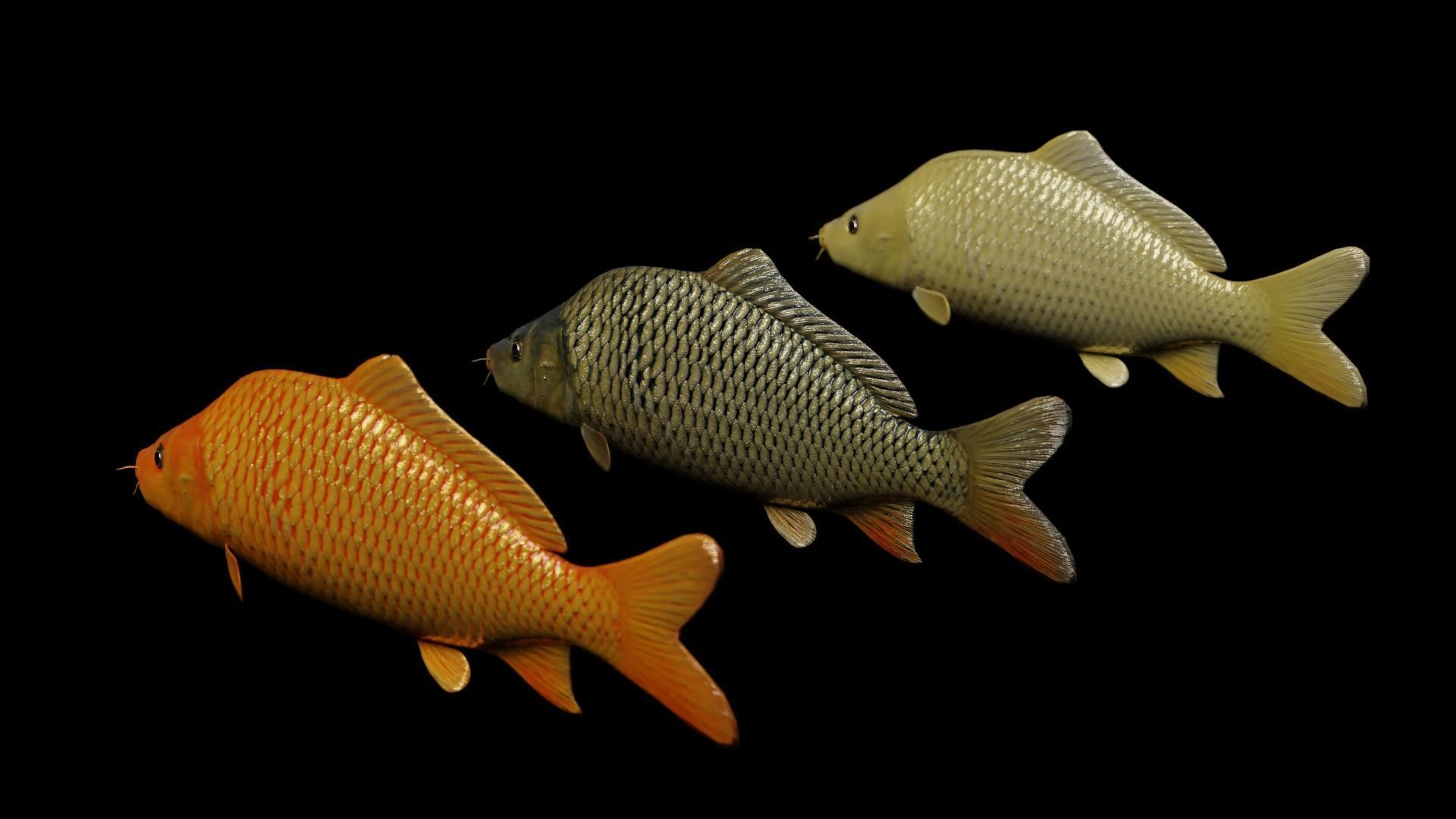 3D Model Collection Realistic freshwater fish VR / AR / low-poly | CGTrader