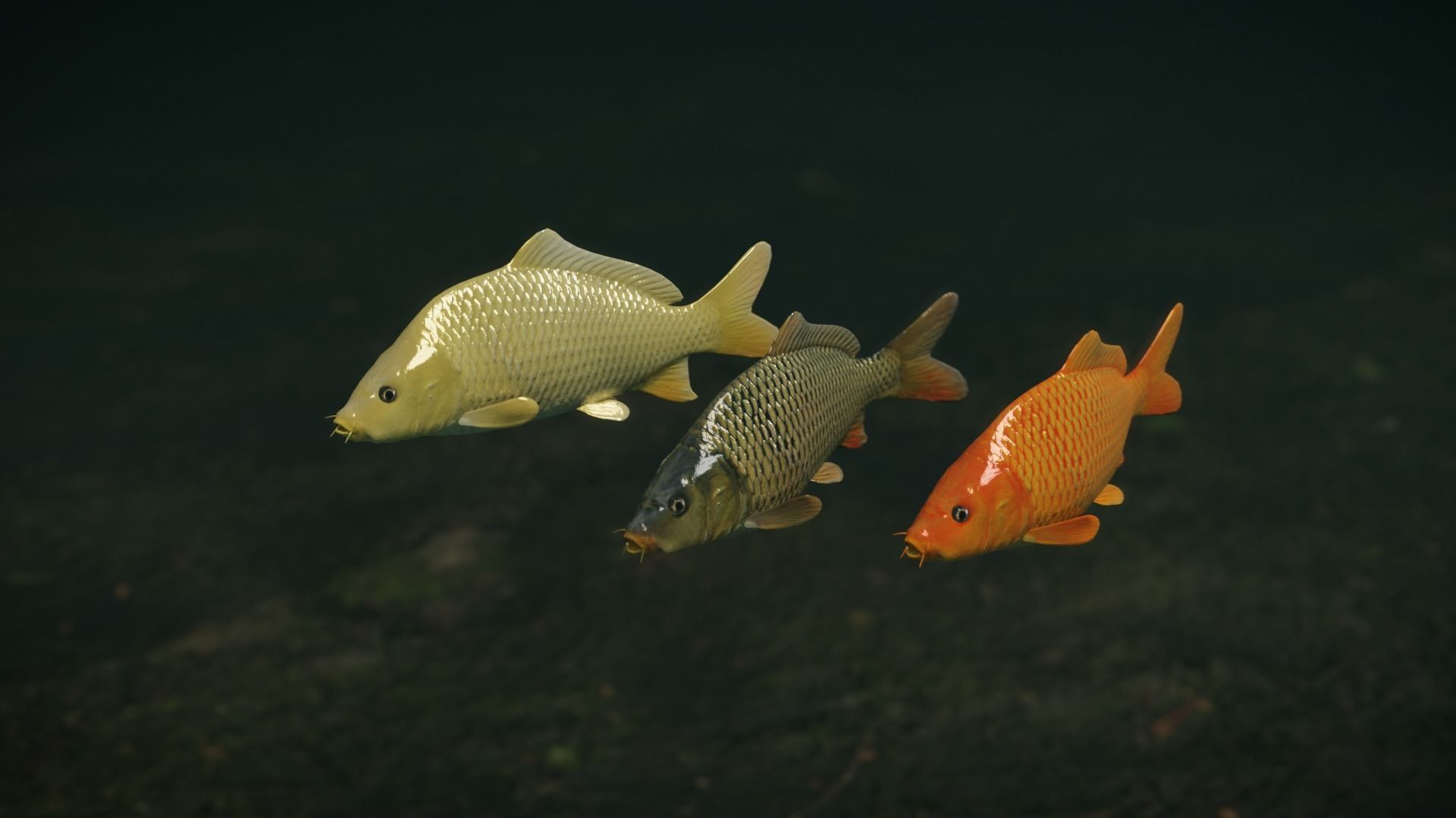 3D Model Collection Realistic freshwater fish VR / AR / low-poly | CGTrader