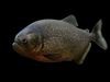 3D Model Collection Realistic freshwater fish VR / AR / low-poly | CGTrader