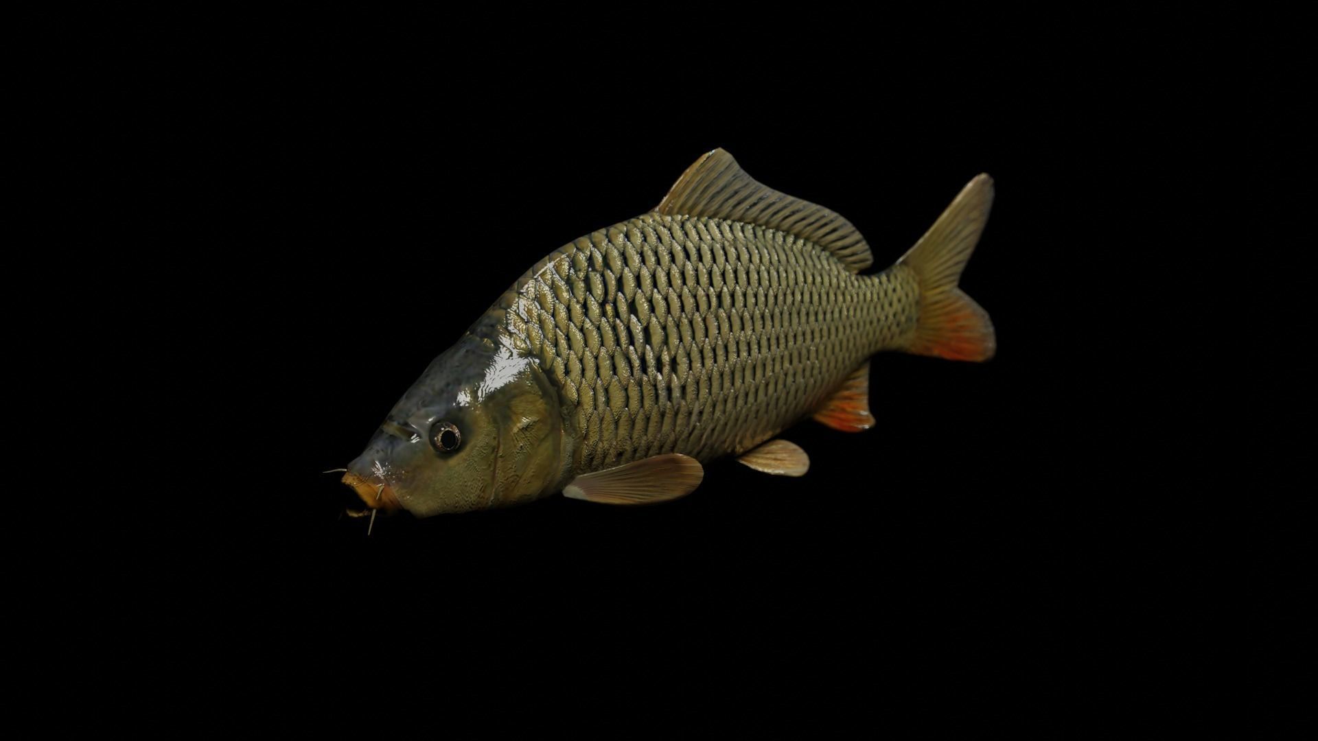 3D Model Collection Realistic freshwater fish VR / AR / low-poly | CGTrader