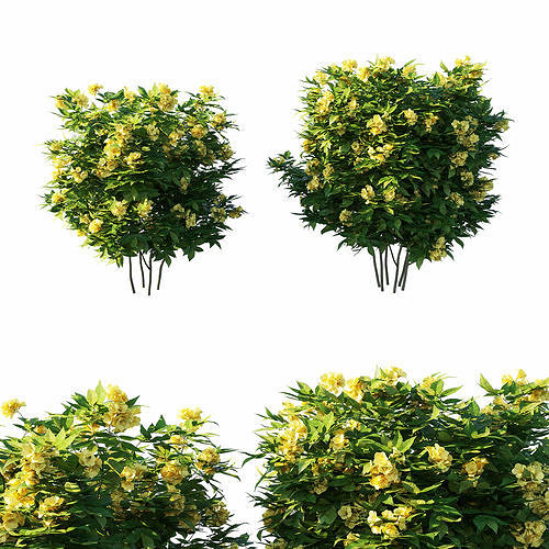 Tecoma stans tree 3D model rigged | CGTrader