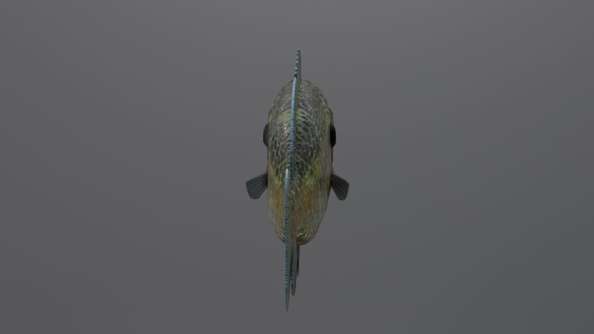 3D model Bluegill Fish VR / AR / low-poly | CGTrader
