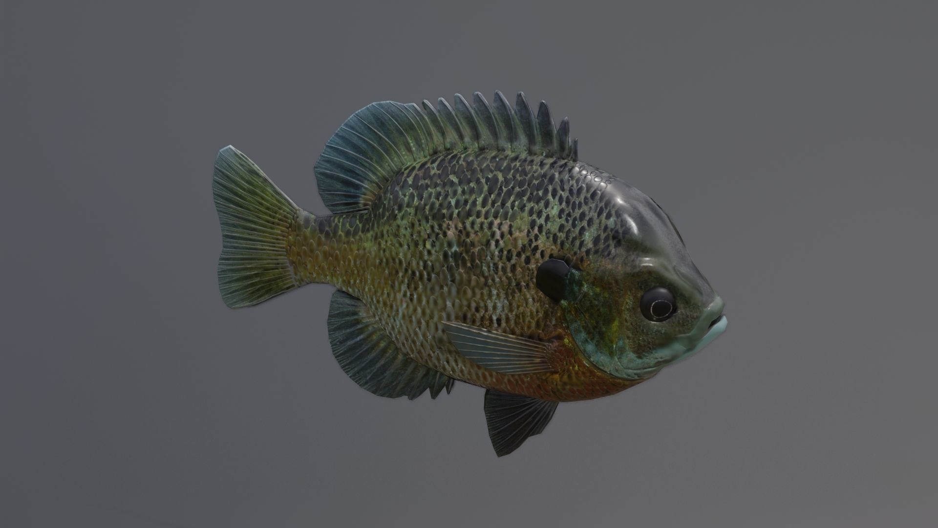 3D model Bluegill Fish VR / AR / low-poly | CGTrader