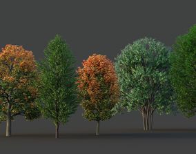 Animated Maple leaf 3D Models | CGTrader