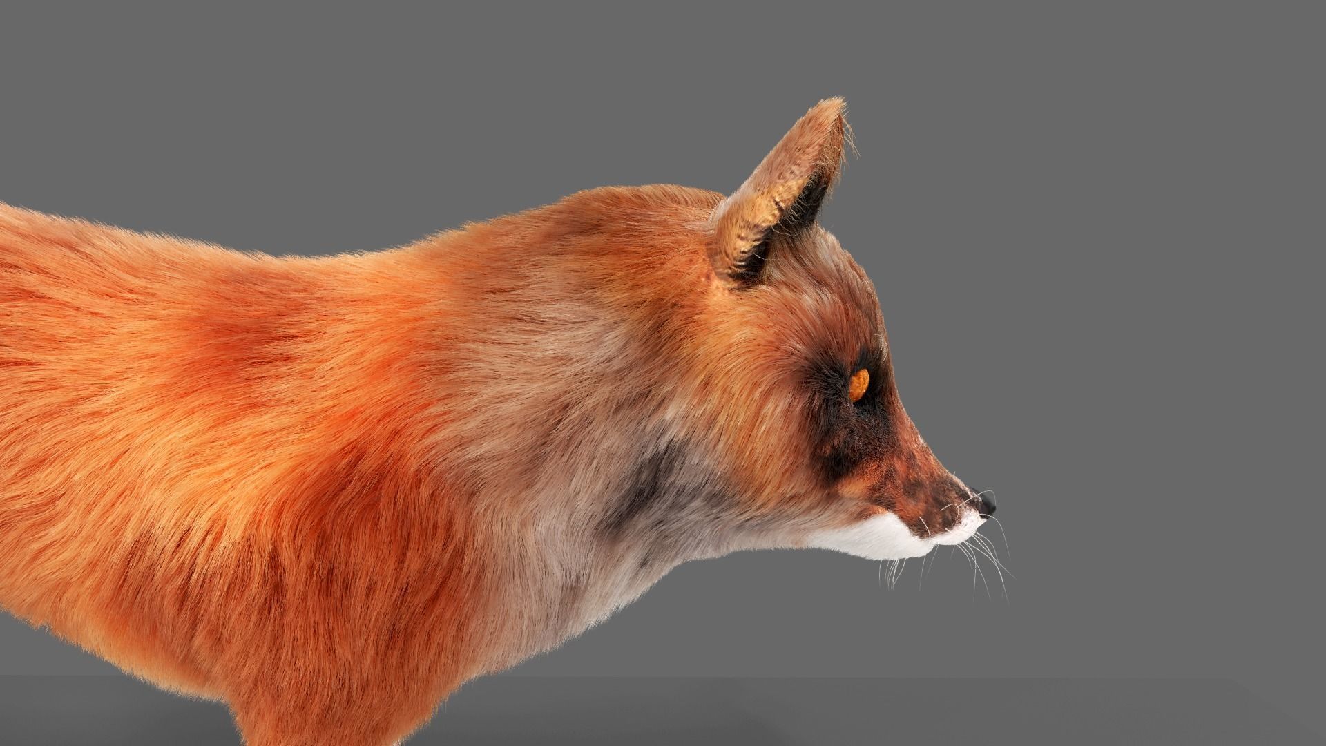 3D model Hair Fur Red Fox VR / AR / low-poly | CGTrader