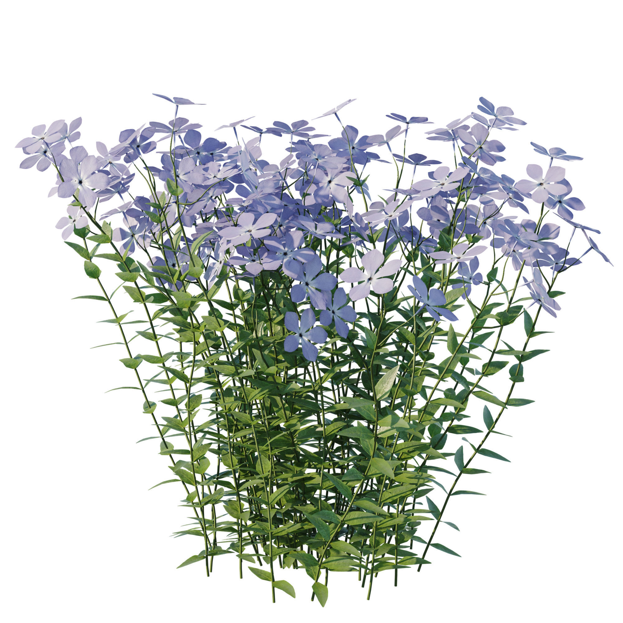 Wild Blue Phlox 3D model | CGTrader