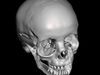 Human child skull anatomy model with individual teeth 3D model 3D ...