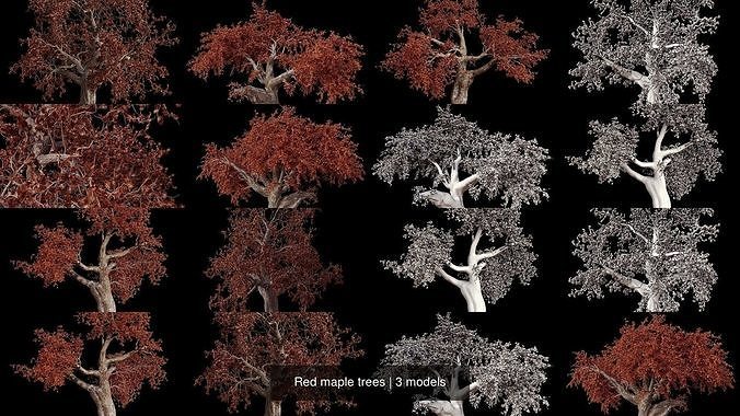 Red maple trees 3D Model Collection | CGTrader