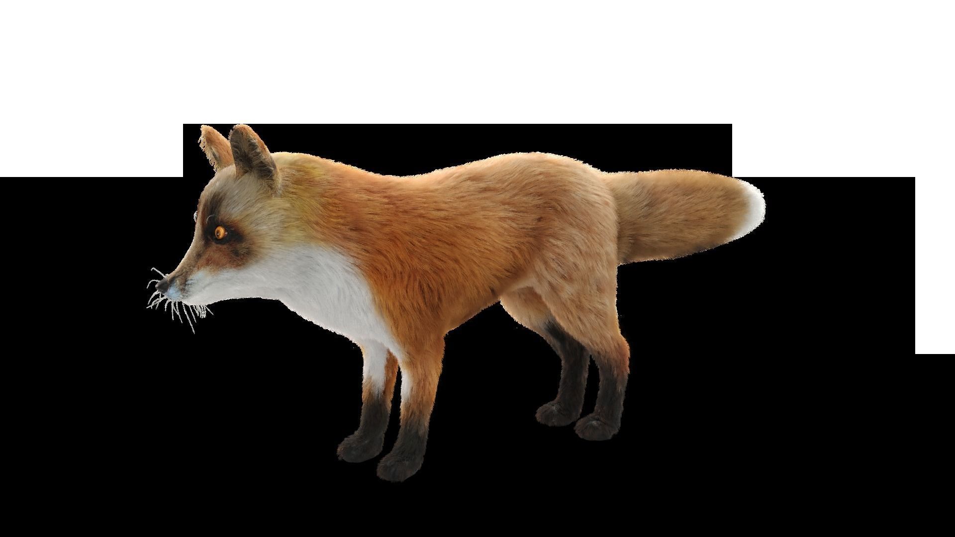 3D model Fur Fox Rigged 02 VR / AR / low-poly rigged | CGTrader