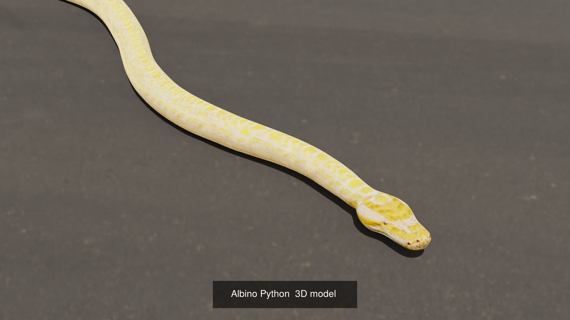 Python Low-poly 3D models 3D Model Collection | CGTrader