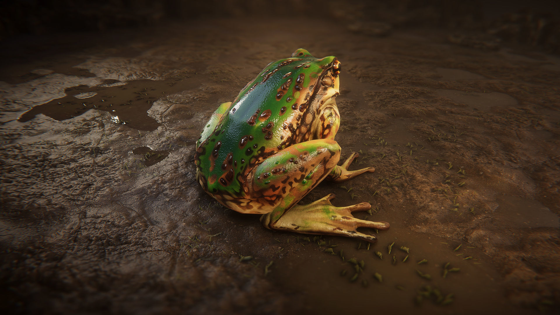 3D model Frogs pack VR / AR / low-poly animated | CGTrader