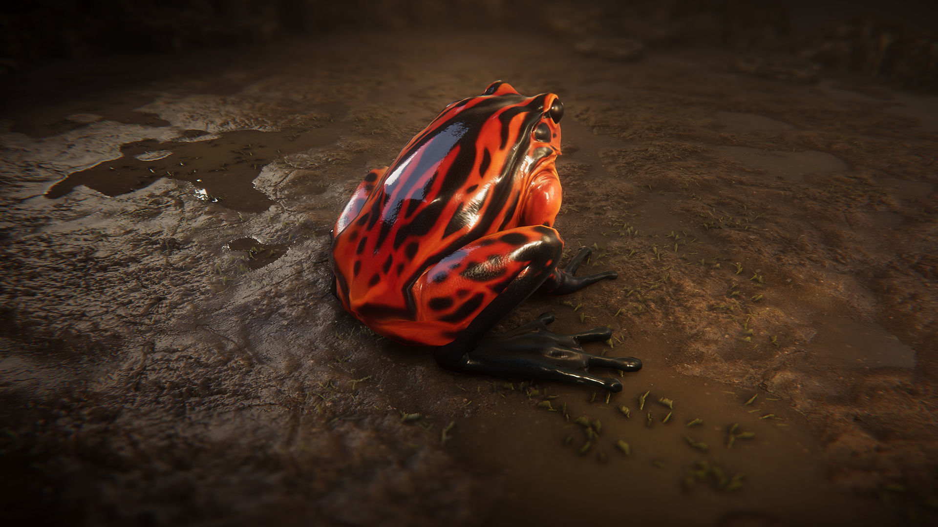 3D model Frogs pack VR / AR / low-poly animated | CGTrader