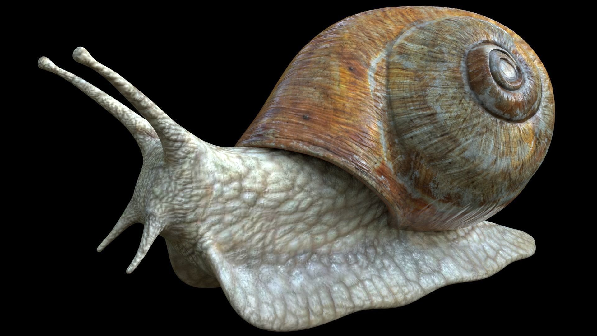 3D model Snail VR / AR / low-poly OBJ FBX MA DAE