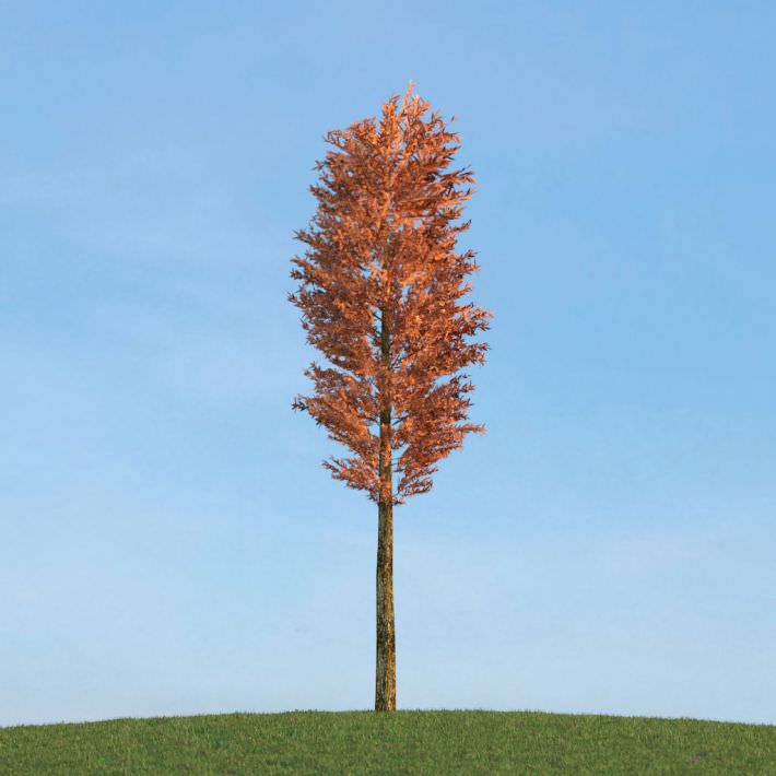 Tall Red Tree 3D model | CGTrader